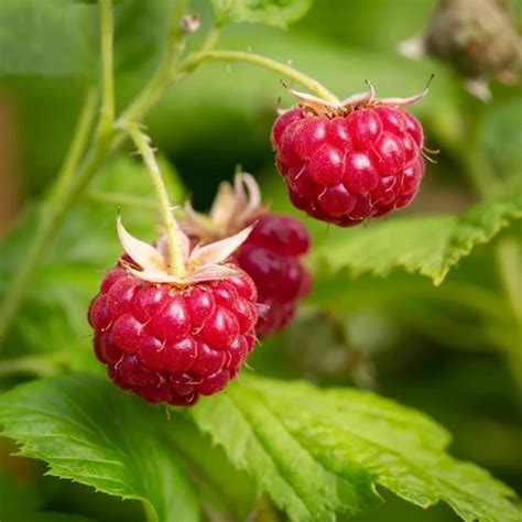 Rubus Idaeus Autumn Bliss® Raspberry Bowhayes Trees