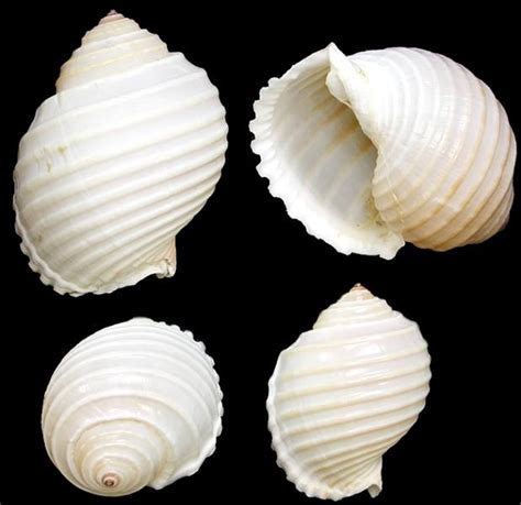 Natural Forms Shells On Pinterest Shells Seashells And Nautilus Shell