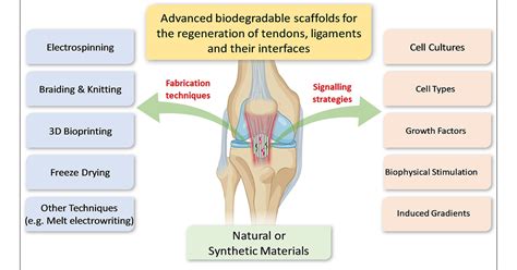 Diagram Of Tendons And Ligaments