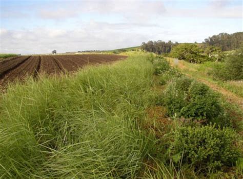 Filter Strips Hedgerows Unlimited