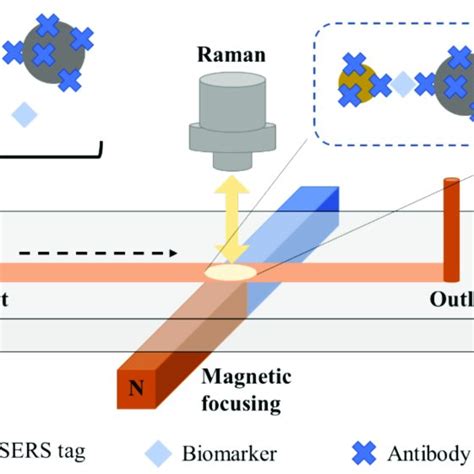 Schematic Representation Of Microfluidic System Combined With Sers For Download Scientific