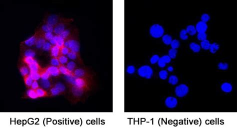 Human Activin C Antibody Mab11501 100 Randd Systems