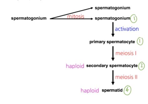Mcat Reproductive System Flashcards Quizlet
