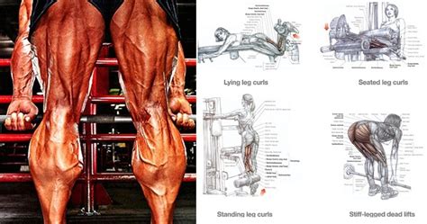 Top 5 Hamstring Exercises The Overlooked Muscle Bodydulding