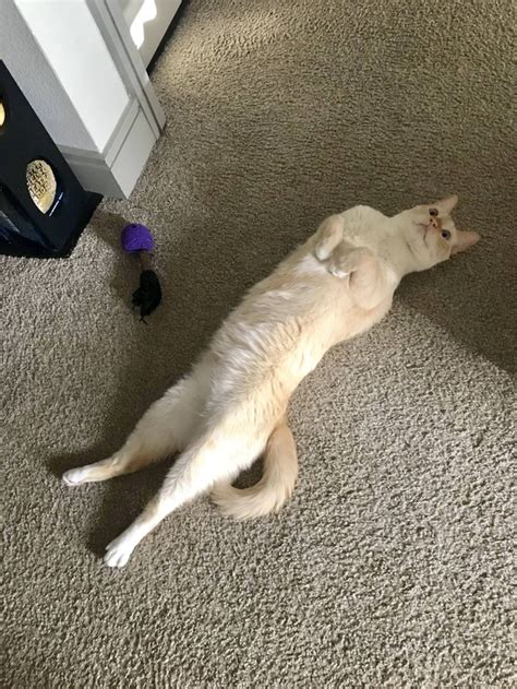 Im Pretty Sure My Cat Just Had An Existential Crisis Meme Guy