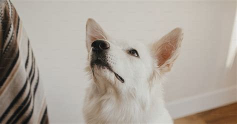 현대적인 방에서 나무 테이블에 진저 브레드 쿠키 반죽에 앉아있는 귀여운 흰색 개 재미 있는 호기심 스위스 양치기 강아지와