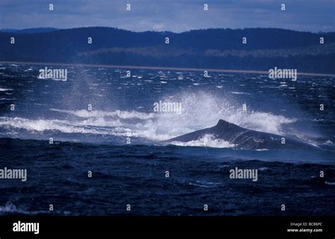 A Pod Of Humpback Whales Frolic And Splash On The Ocean Surface Stock Photo Alamy