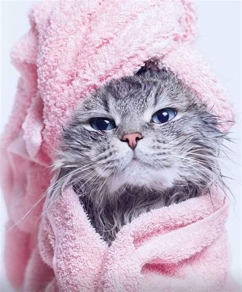 Pin De Andry Mendoza En Todo Lo M S Cuute Peluqueria Perros Gatos Bonitos Peluquer A De Perros