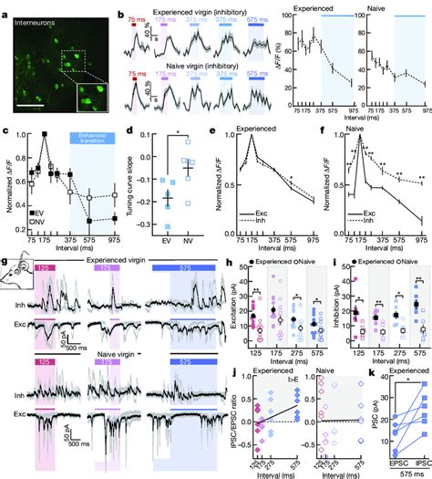 excitatory and inhibitory tuning and synaptic responses are altered