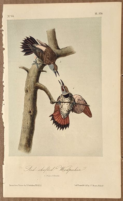 Audubon Octavo Print Red Shafted Woodpecker Plate Nd Edition