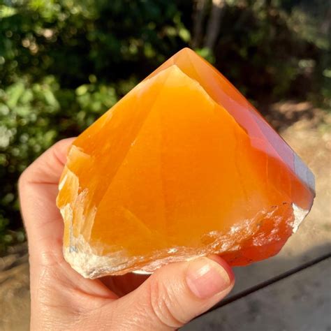 Fossil Ammonite Etsy