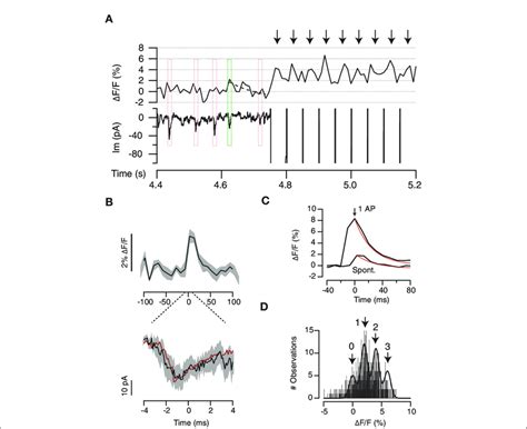 Figure E Optical Detection Of Spontaneous Neurotransmitter Release A Download Scientific