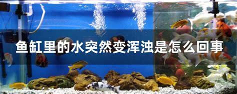 鱼缸里的水突然变浑浊是怎么回事 鱼百科