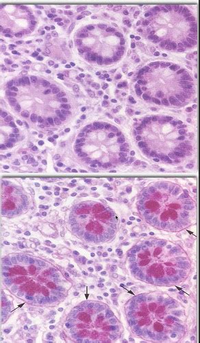 Histology Lecture 2 Epithelium Flashcards Quizlet