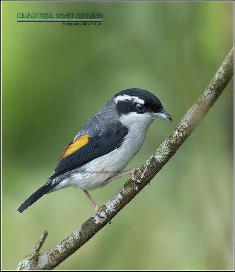 White Browed Shrike Babbler ♂ Birds Beautiful Birds Bird