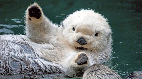 Otter Wallpaper 1920x1080 46513