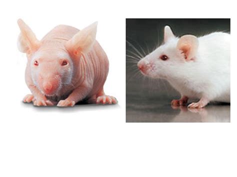 Tumour Tumour Growth Model