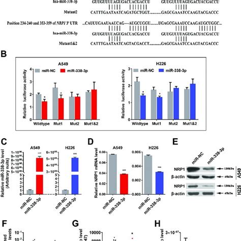 Structure And Function Of Neuropilin 1 Neuropilin 1 Nrp1 Is A Cell