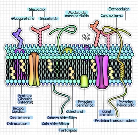 Membrana Celular Dibujo