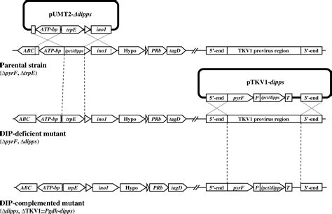 Thermococcus Kodakarensis Mutants Deficient In Di Myo Inositol Phosphate Use Aspartate To Cope