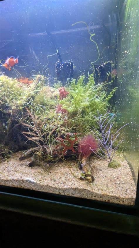 Build Thread Freshwater Meets Saltwater Experimental Macroalgae Tank Page 2 Reef2reef