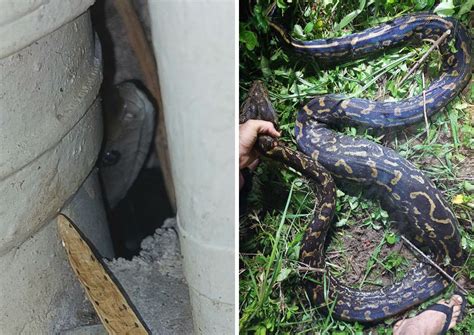Trending Twitter Video Two Unbelievably Gigantic Snakes Fell Through A