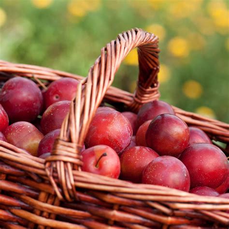 Säulen Mirabelle Ruby Prunus Syriaca Ruby Günstig Kaufen