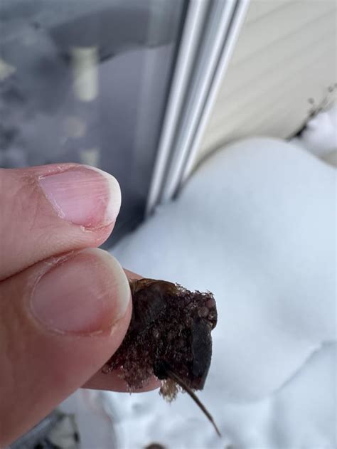 Follow Up On Berry Identification Rberries