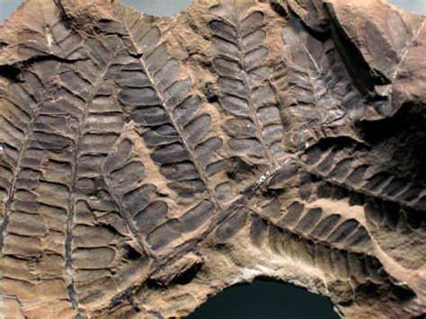 Fossil Flower Scienceandsf A Blog Published By Robert A Lawler