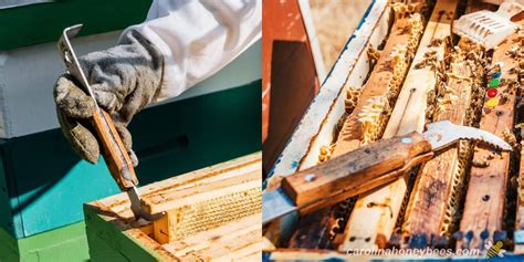 Choosing The Best Hive Tool A Beekeepers Guide Carolina Honeybees