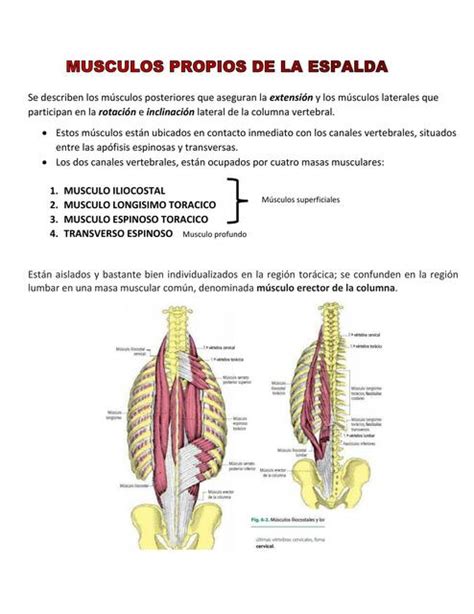 MUSCULOS DEL DORSO Jaquelin UDocz
