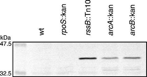 A Two Component Phosphotransfer Network Involving Arcb Arca And Rssb