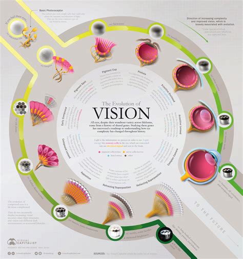Visualizing The Evolution Of Vision And The Eye Pixelsham