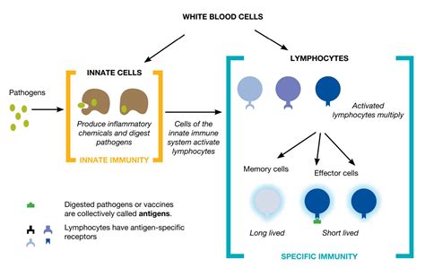 Immune System Lines Of Defense Chart At Peter Morgan Blog