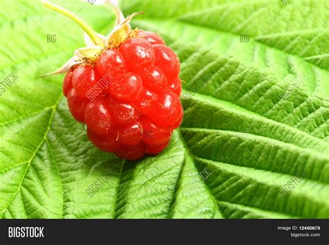 Raspberry Green Image Photo Free Trial Bigstock
