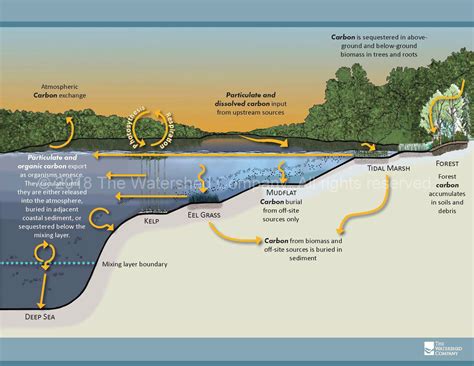 Incorporating Carbon Sequestration Potential Into Restoration Planning