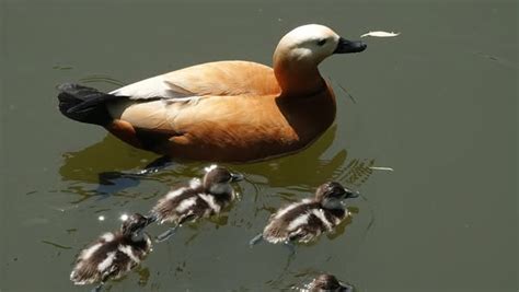 دنیای شاد جوجه اردک ها