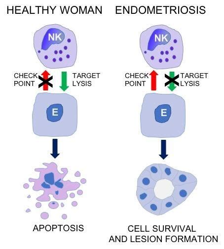The Concept For The Role Of Nk Cell Immune Checkpoints In The