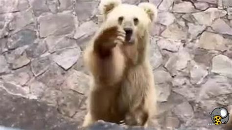 کلیپ صحبت کردن خرس گریزلی فیلو