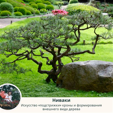 Топ 10 растений которые должны быть в каждом саду Все о ландшафтном