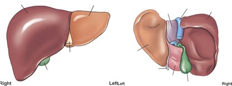 Liver Labeling Diagram Quizlet