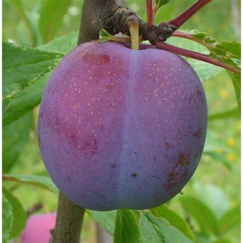 Prunier Anna Spath Natureetverger