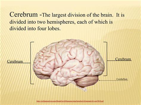 Solution 11 Cerebral Cortex Intellectual Functions Of The Brain