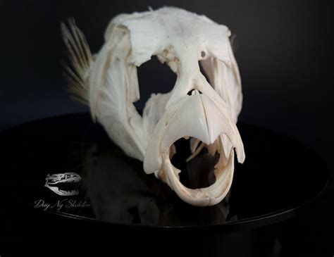 Real Silver Toadfish Skull Silver Toadfish Skeleton Etsy