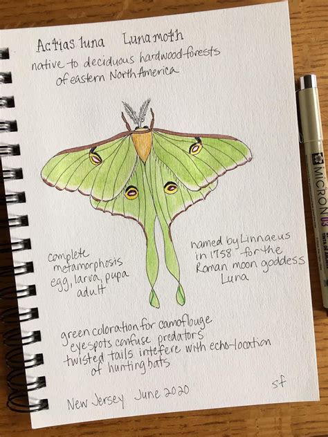 Luna Moth Drawing On White Paper