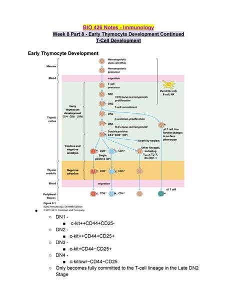 Bio 426 Week 8 Lecture Notes Part 8 Early Thymocyte Development