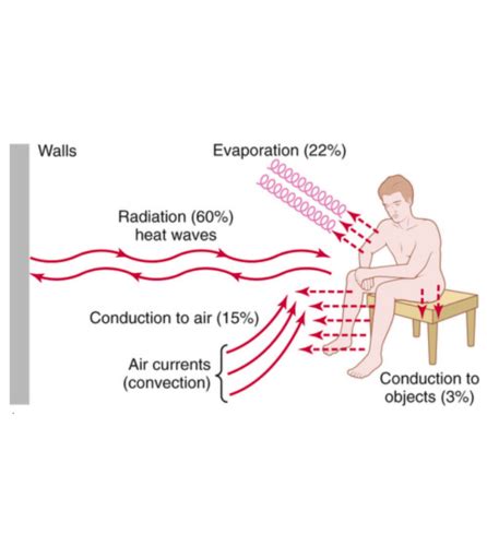 Exercise Phys Q2 Flashcards Quizlet