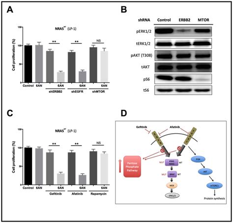 Afatinib Conferred Synergistic Inhibition With 6an Via Inhibition Of