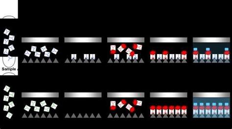 5 Steps In A Blocking ELISA Test The Optical Density Of Sample A Is Download Scientific