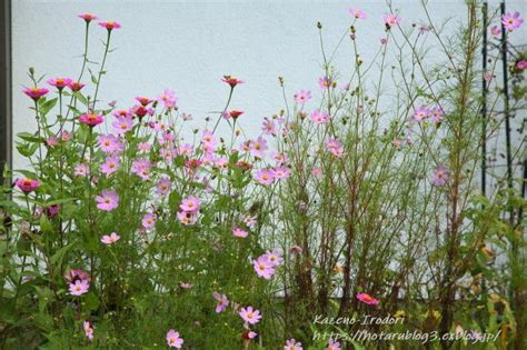 玄関脇の花壇が良い感じです 10月初めの我が家の庭 1 栗おこわ 風の彩りー3